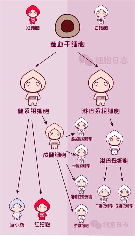 红细胞和白细胞是兄妹 身体