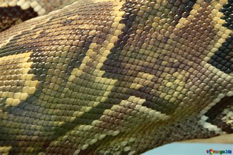 The Texture Skin Python Free Image