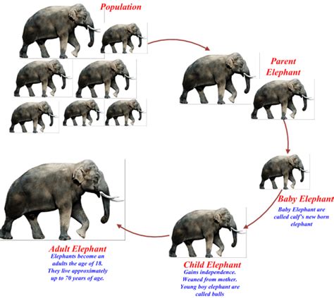 new nature inspired metaheuristic algorithm for elephants elephant herding optimization eho