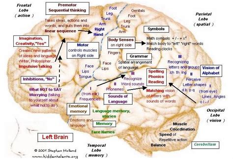 Hidden Talents Brain 08 Sex Differences