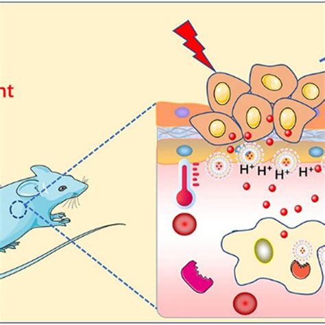Schematic Diagram Of Stimulus Responsive Release Download Scientific