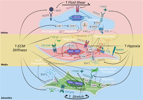 Intracellular And Intercellular Signaling Pathways In Pulmonary Download Scientific Diagram