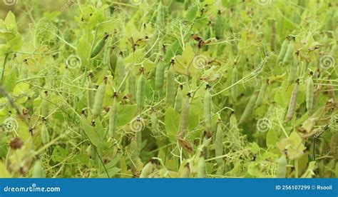 Yellowing Pea Pods In The Field Stock Video Video Of Plantation