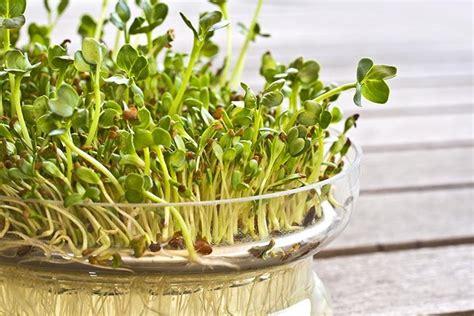 4 Health Benefits Of Alfalfa For Breastfeeding Mothers