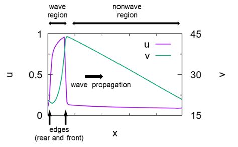 Fig S3 Protein Concentration Profiles In A Propagating Wave In