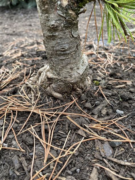 Girdling Icu Patient R Arborists