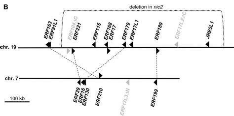 Genomic Insights Into The Evolution Of The Nicotine Biosynthesis