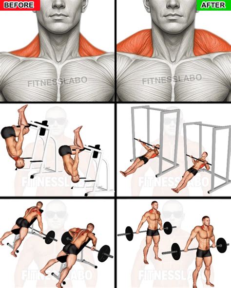 Fitnesslabo How To Build Bigger Traps ① Reverse Inverted Row ② Inverted Row ③ Incline Row ④