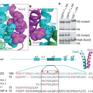 The N Terminal Region 181 190 Of The α2 Helix Of Cse4 Is The Scm3