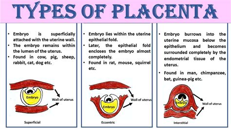 Types Of Placenta Youtube