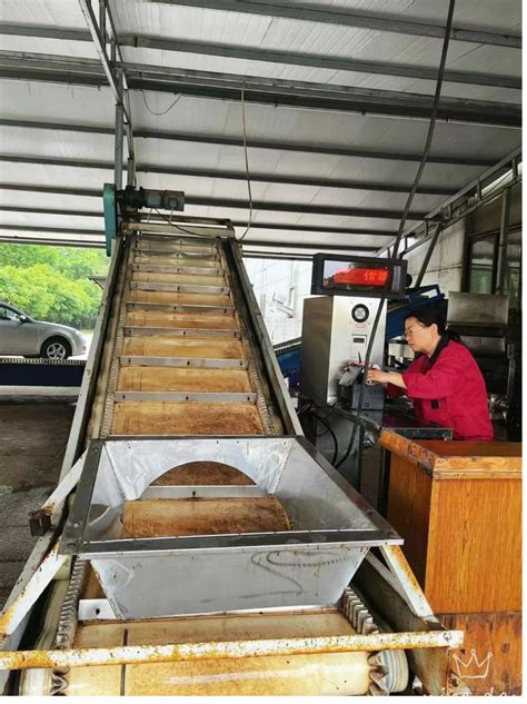 东方紫江苏句容厂区2023年度桑椹收购工作正式启动 知乎