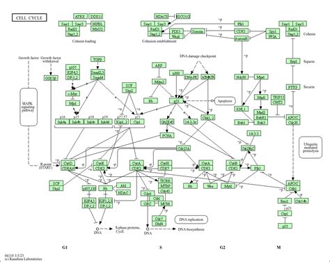 Kegg Pathway Cell Cycle Mus Musculus House Mouse