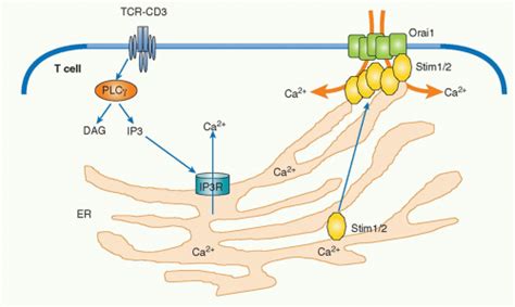 Mechanisms Of T Lymphocyte Signaling And Activation Oncohema Key