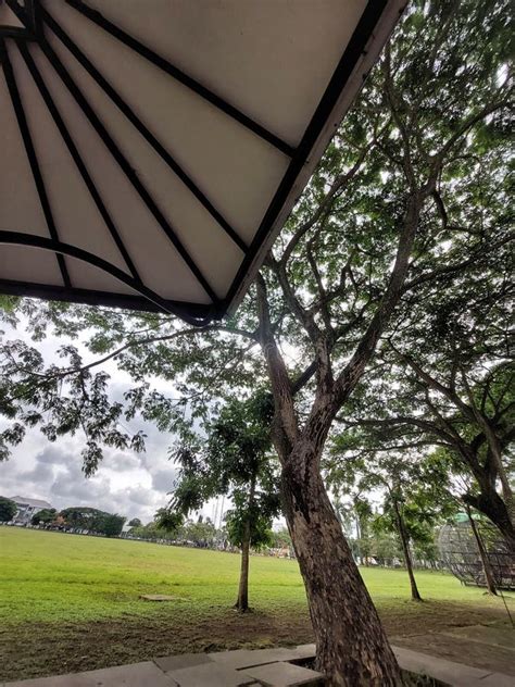 Shady Trees In The Square And Green Grass Stock Image Image Of Nature