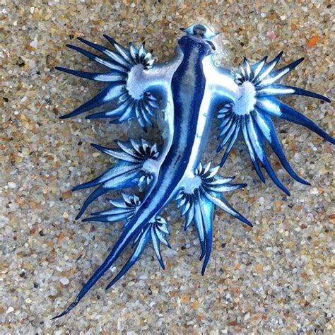 🔥 This Beautiful Blue Sea Slug Is Actually Poisonous ☠️