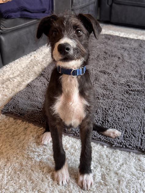Types Of Terrier Mixes