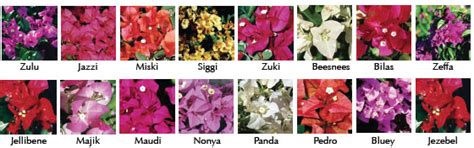 Bougainvillea Colors Varieties