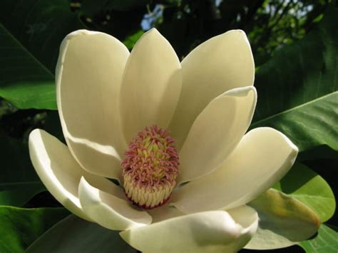 Honokiol Magnolia Bark A Miracle Cure For Cancer Dr Chuang