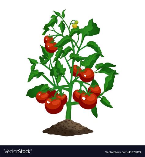 Tomato Leaves Vector