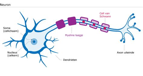 De Anatomie Van Een Neuron Cognitive Neuroscience