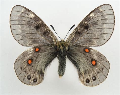 Parnassius Delphius Candidates Fstyx ♂ Insectsandmore
