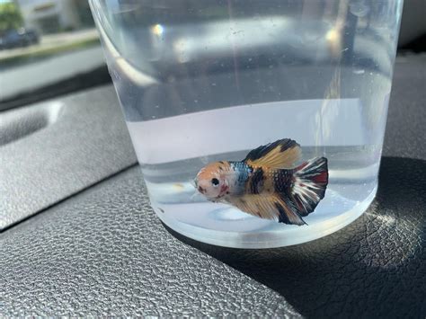 Any Idea On The Sex Of This Betta Rbettafish