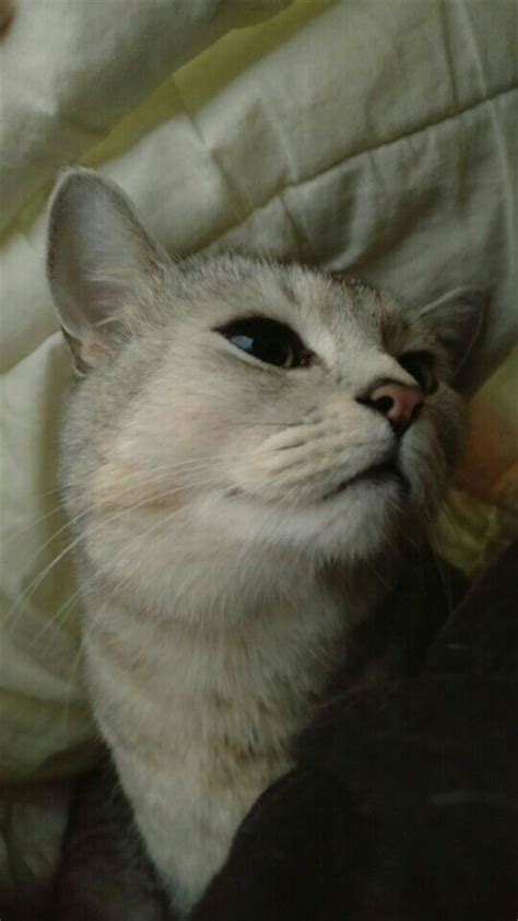 해연갤 ㄱㄴㅈㄱㅁㅇ 고양이 귀 두겹이란거 이부분 얘기임