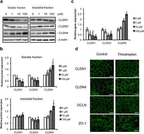 thiostrepton effect on tight junction components of caco 2 cell