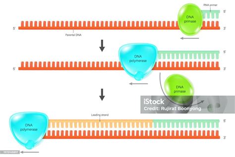 Dna Primase The Synthesis Of Rna Primer Used As Primers For Dna