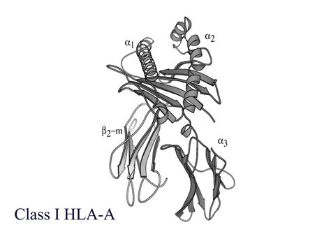 Ppt Hla Matching And Donor Selection Powerpoint Presentation Free Download Id 5120568