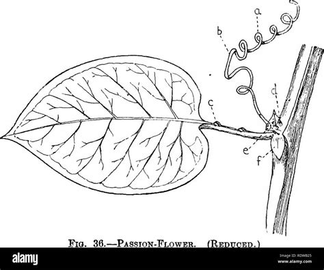 Stem Tendril Examples