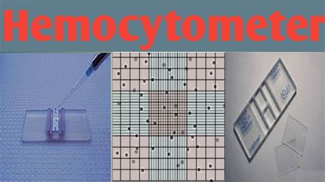 Neubauer Chamber Vs Hemocytometer At Lara Roberts Blog