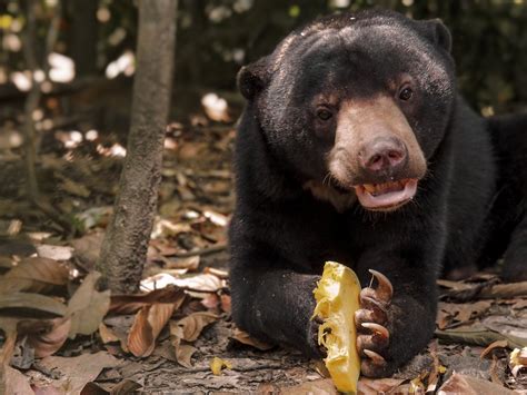 简体中文 — Bornean Sun Bear Conservation Centre
