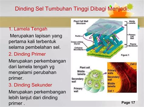 Dinding Sel Ppt