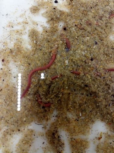 Lumbrineris Latreilli Vol 7 Vers Marins Des Estrans De Normandie Sea Worms From The Normandy