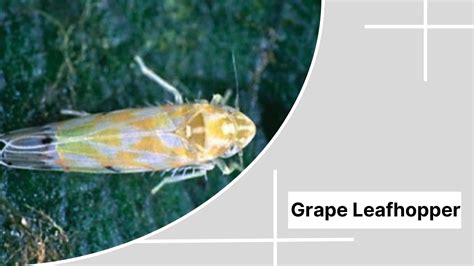 17 Types Of Leafhopper Identification With Pictures
