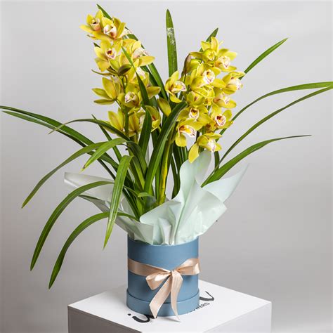 Orhidee Cymbidium In Ghiveci O Eleganta Exotica Pentru Acasa Imod