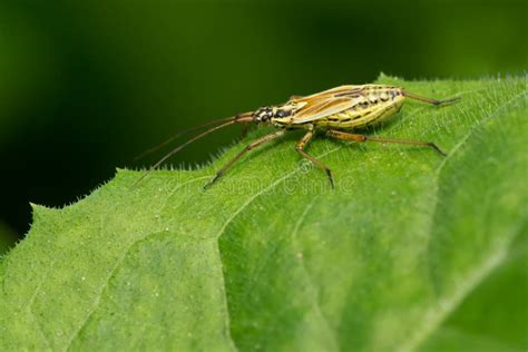 Meadow Plant Bug Leptopterna Dolabrata Stock Image Image Of Entomology Nature 188743275