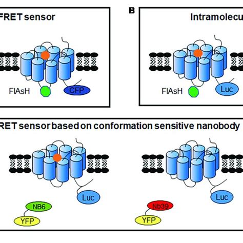 Pdf Multiple Gpcr Functional Assays Based On Resonance Energy Transfer Sensors