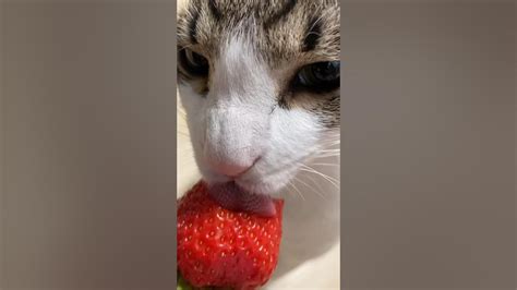 고양이 딸기 먹방 Youtube