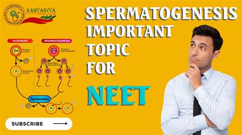 Ncert Based Spermatogenesis Youtube