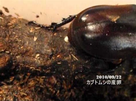 カブトムシの産卵シーン YouTube