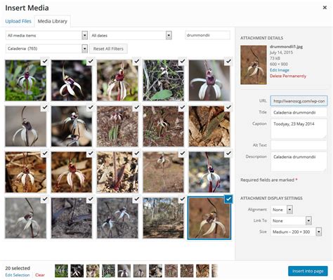 Insert Media Western Australian Native Orchid Study And Conservation Group Inc