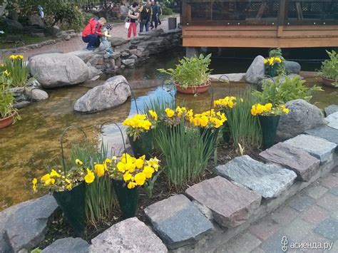 Чем украсить сад после цветения тюльпанов Группа Клумбы и цветники