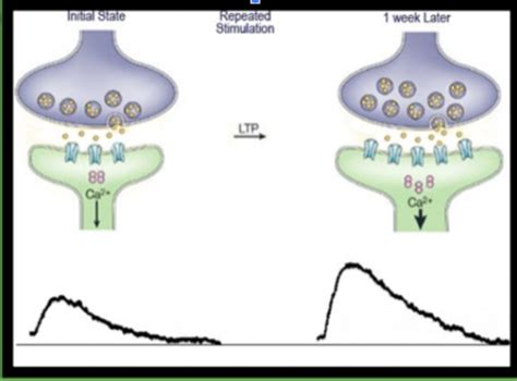 Exam Review Flashcards Quizlet
