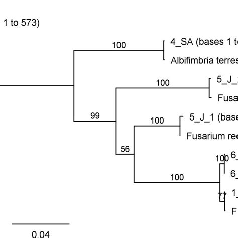 Phylogenetic Tree Of Its Sequences Of Our Isolates And Reference Sequences Download Scientific