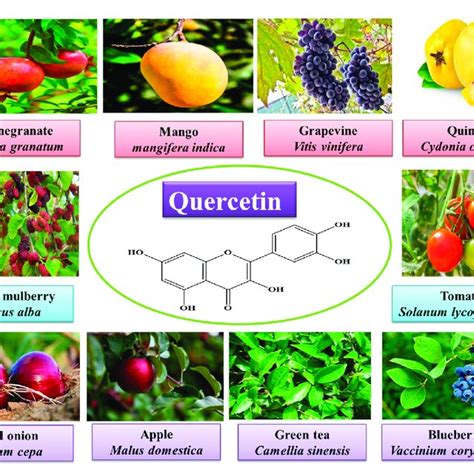Sources And Molecular Structure Of Quercetin Download Scientific Diagram