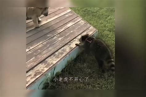 浣熊误以为老虎是大橘猫，上前就想撸，下一秒就尴尬了！