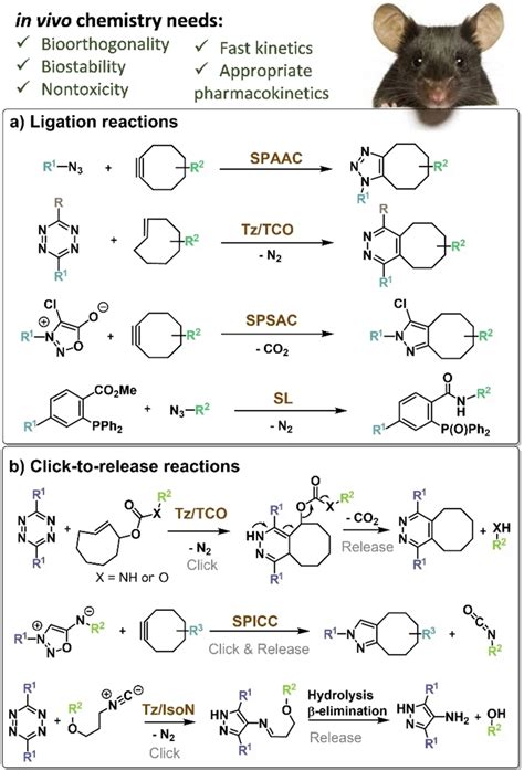Main Bioorthogonal Reactions Used For In Vivo Applications Download Scientific Diagram