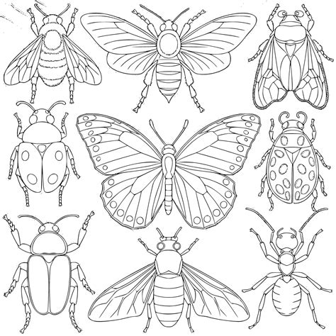 Prekrasan Kukci Bojanje Coloringlib